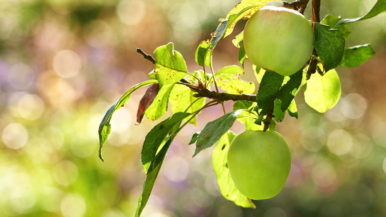 IMCD México logra acuerdo con Mibelle Biochemistry para la distribución ...
